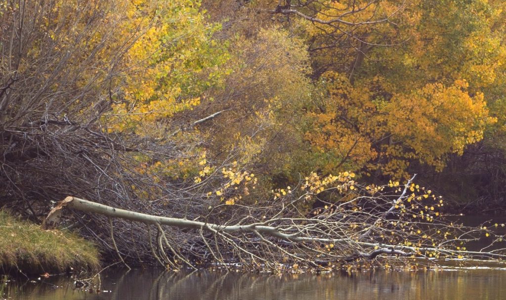 Blurry Photos? Camera Movement, Lens Diffraction, Using a Tripod, Focus