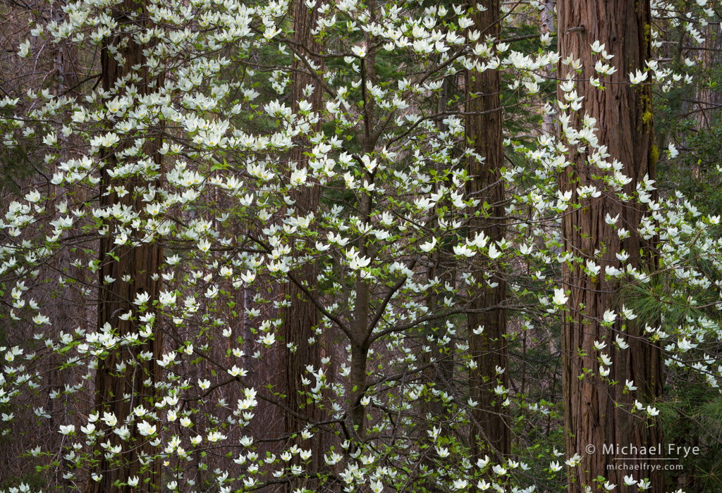Dogwood Composition : Michael Frye Photography
