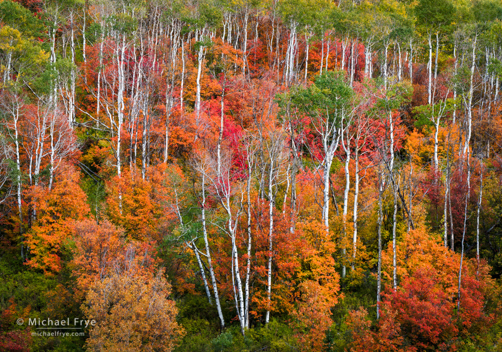 Glowing Maples : Michael Frye Photography