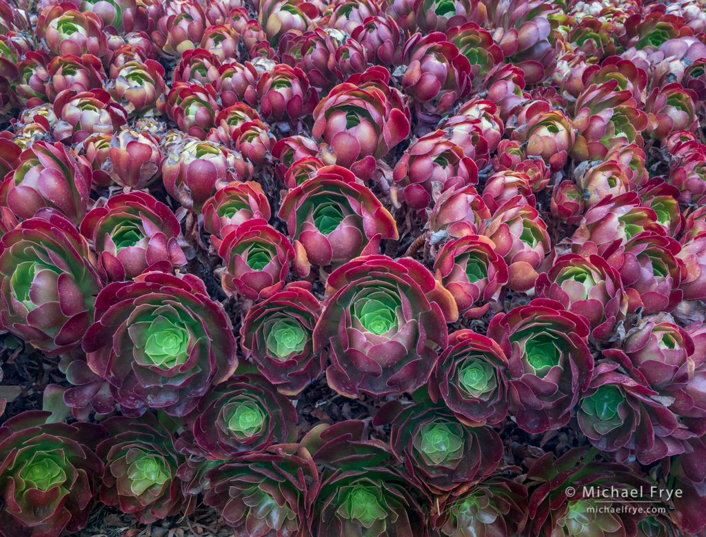 How to Keep Your Photography Eye Sharp While Stuck at Home : Michael ...