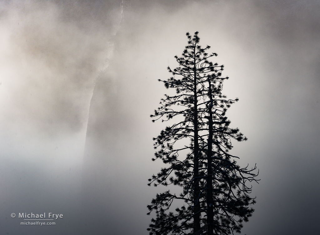 Meanwhile, Back in Yosemite... : Michael Frye Photography