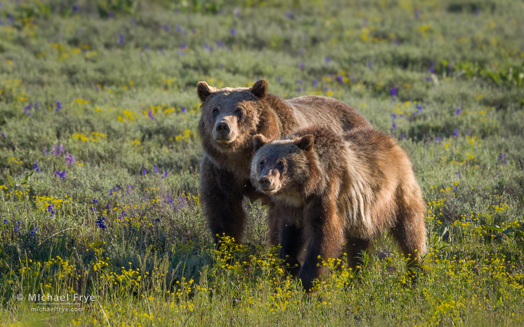 Teton Wildlife : Michael Frye Photography