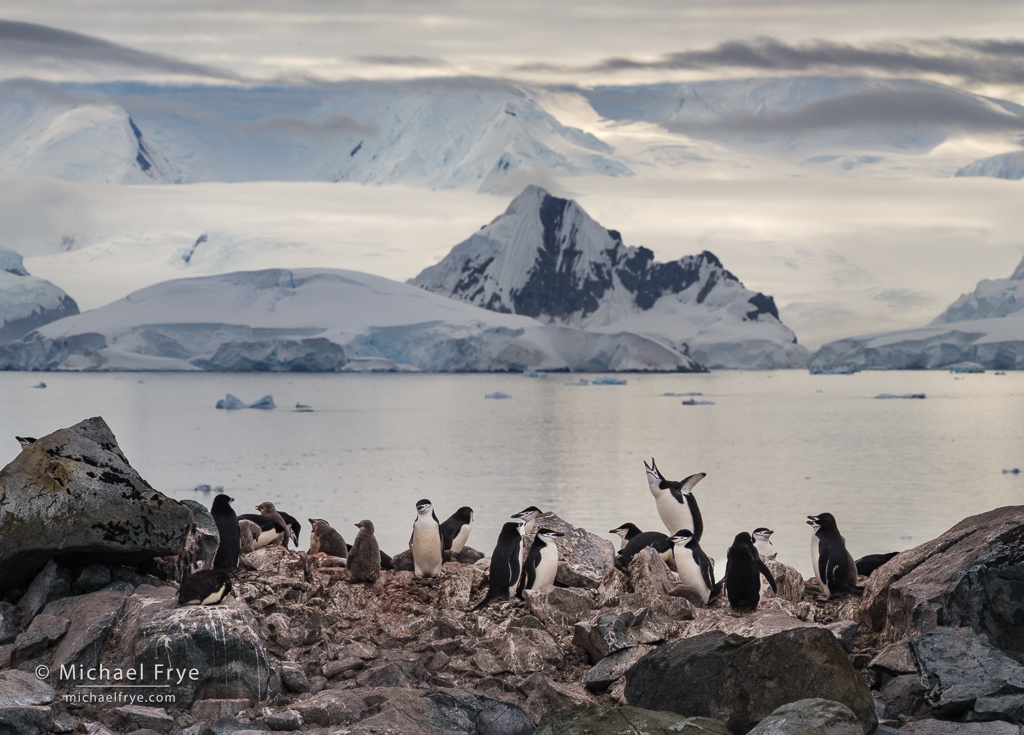 Life on Ice : Michael Frye Photography