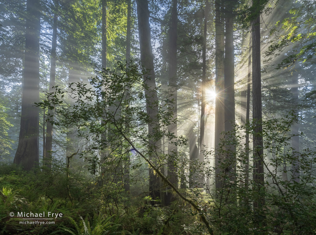 Sun Breaking Through Fog : Michael Frye Photography